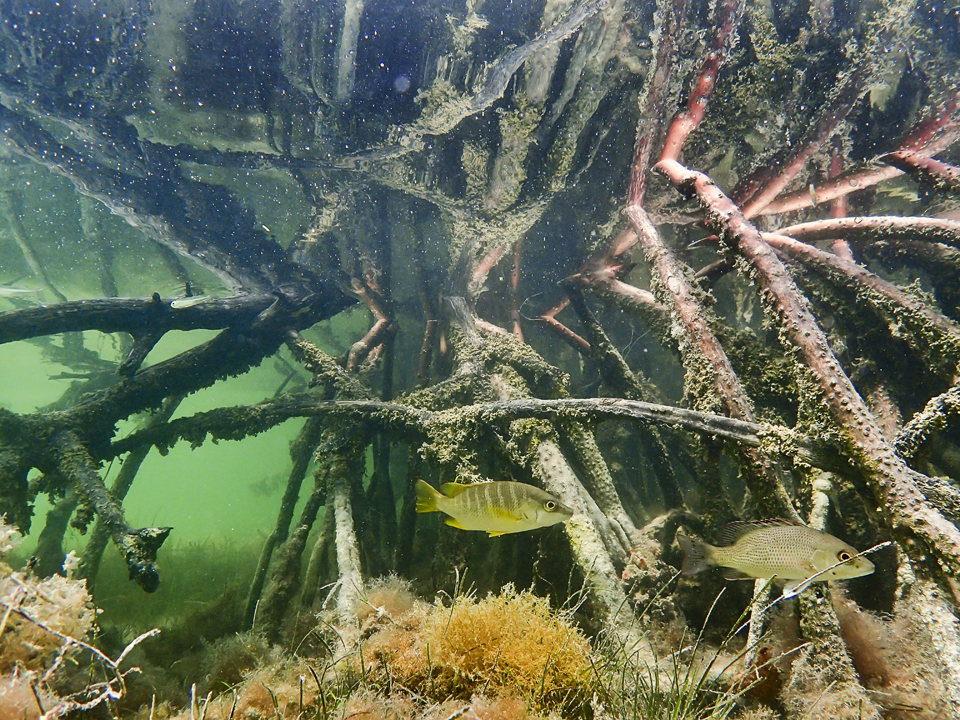 Mangrove Fish | Val Preziosi Photos
